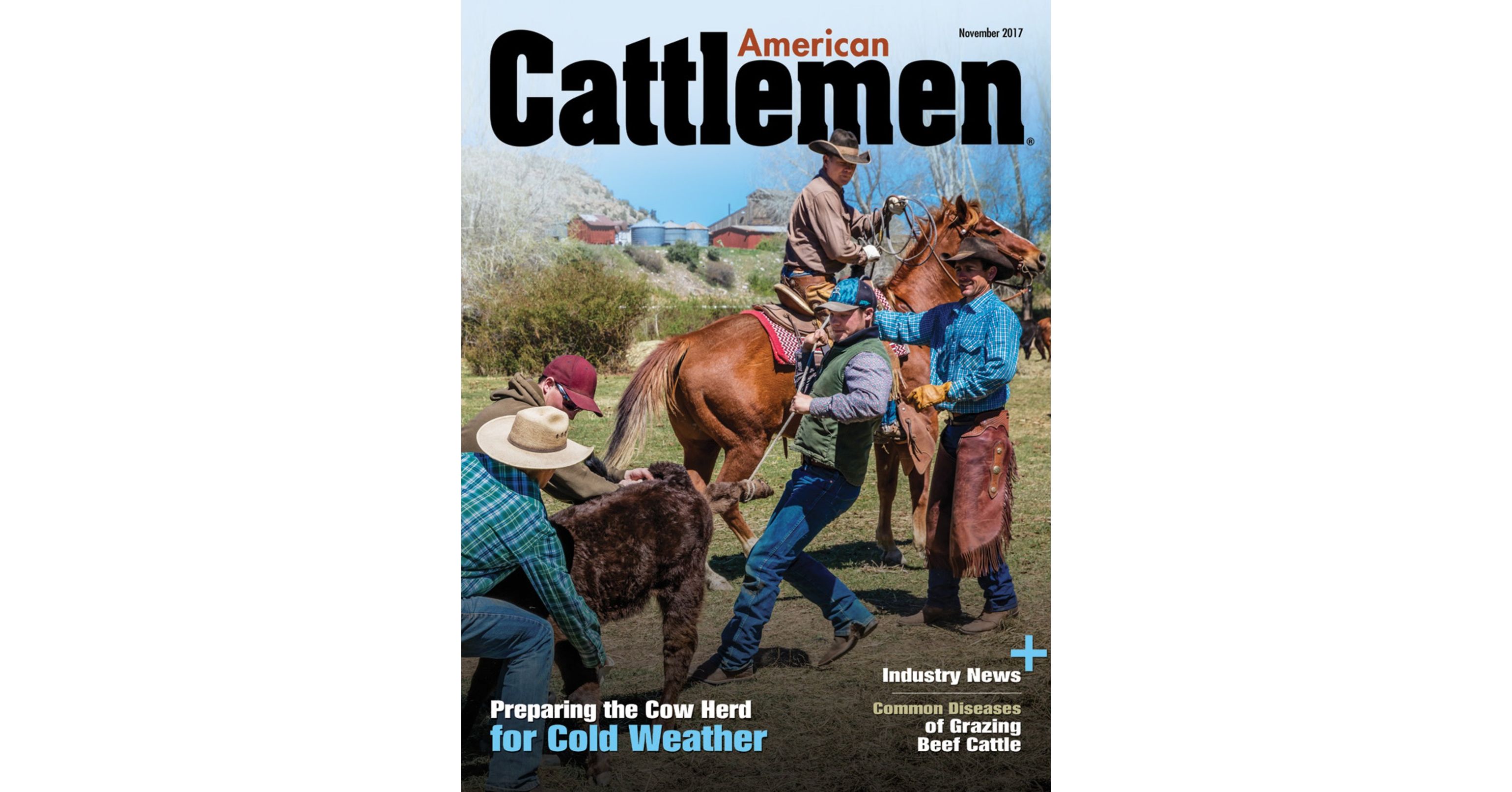American Cattlemen